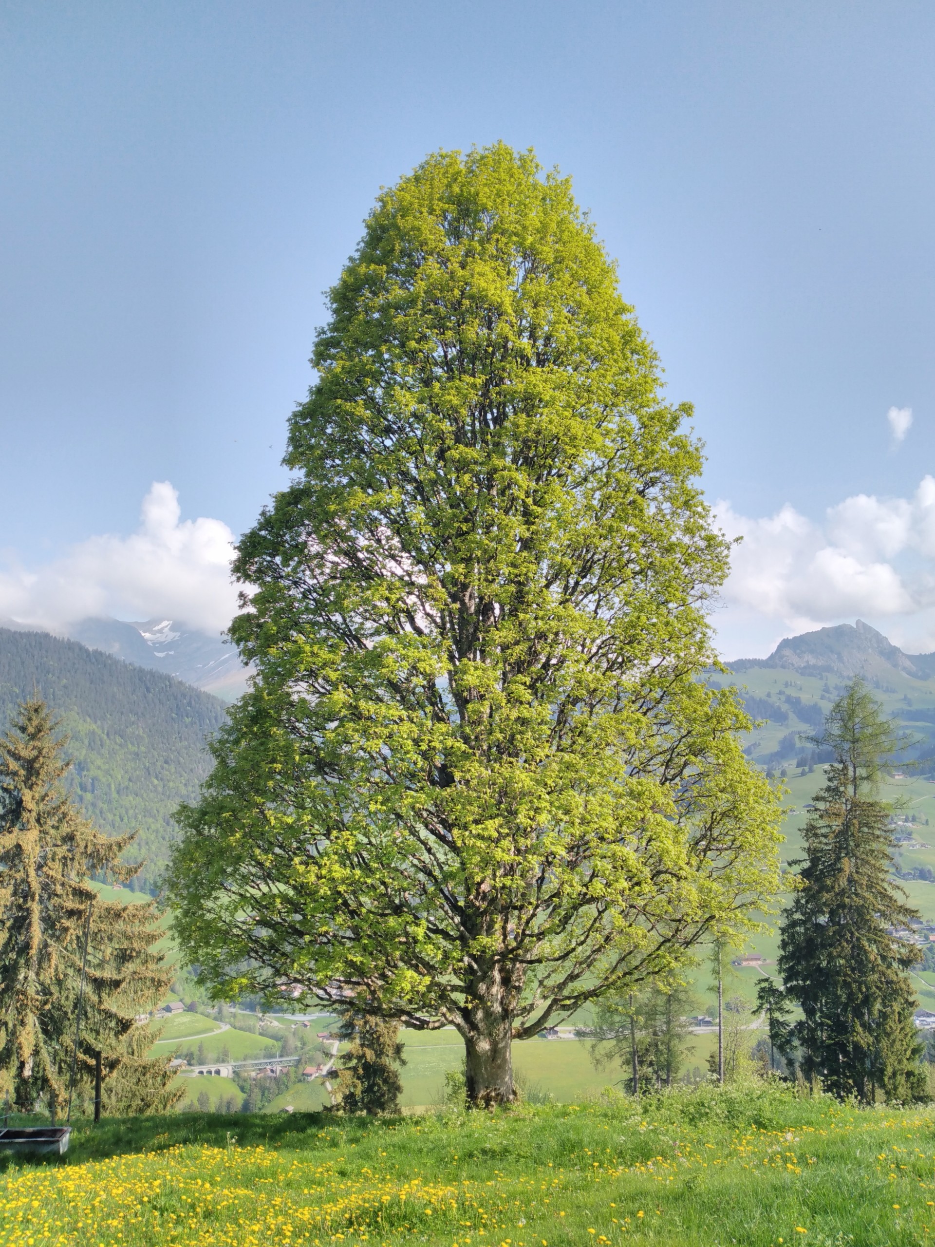 Arbres remarquables - Parc Naturel Regional