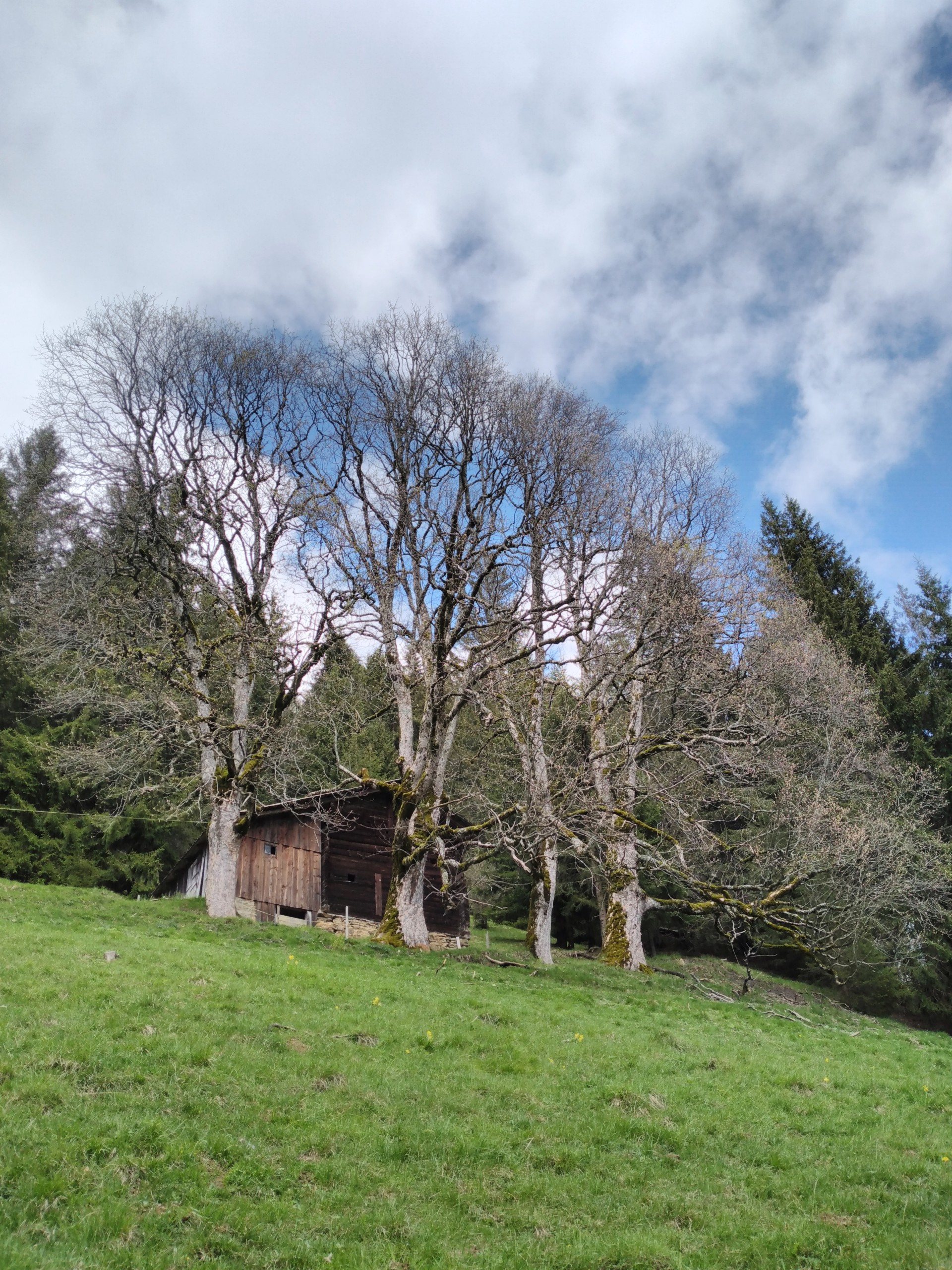 Arbres remarquables - Parc Naturel Regional