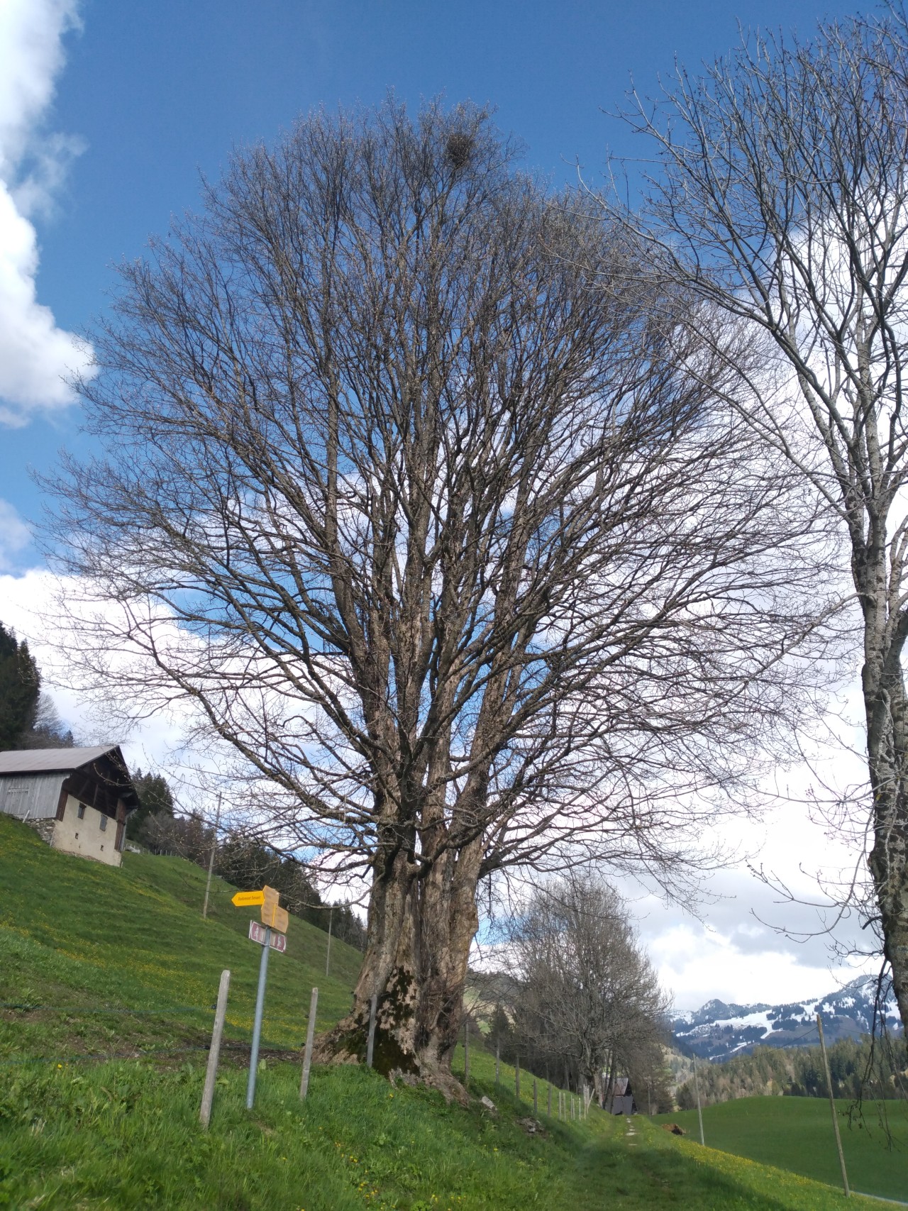 Des arbres remarquables, cathédrales du paysage - Parc Naturel Regional