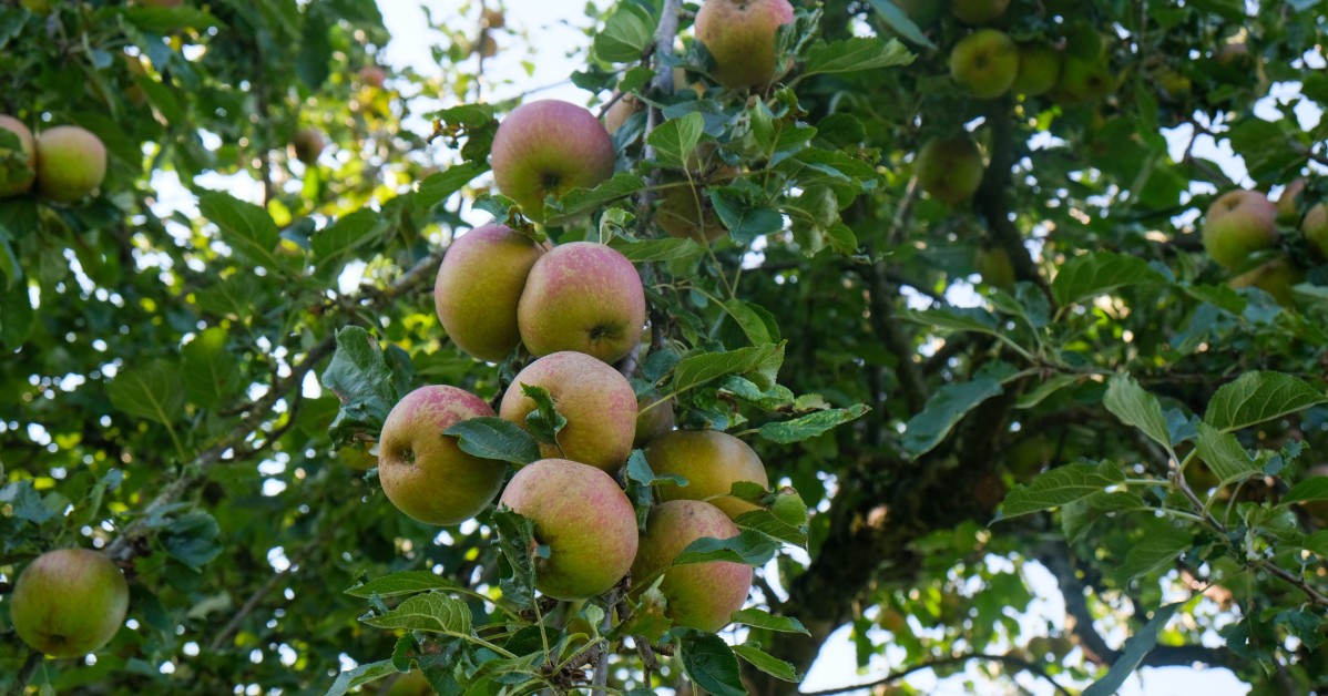 Planter des arbres fruitiers - Biodiversité - Parc Naturel Regional